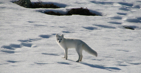 Rekordmange fjellrever